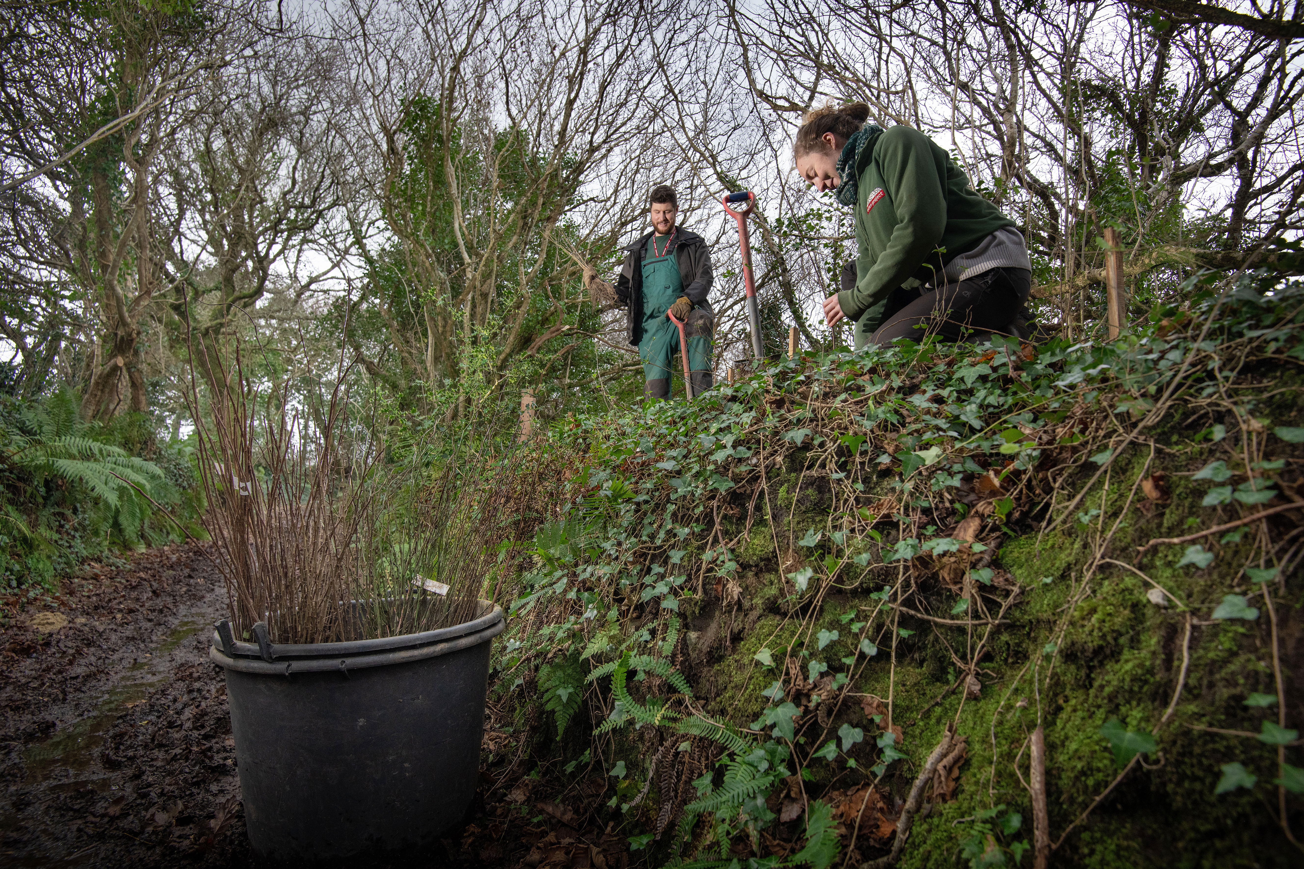 The Eden Project regenerates ancient Cornish hedges dating back to ...