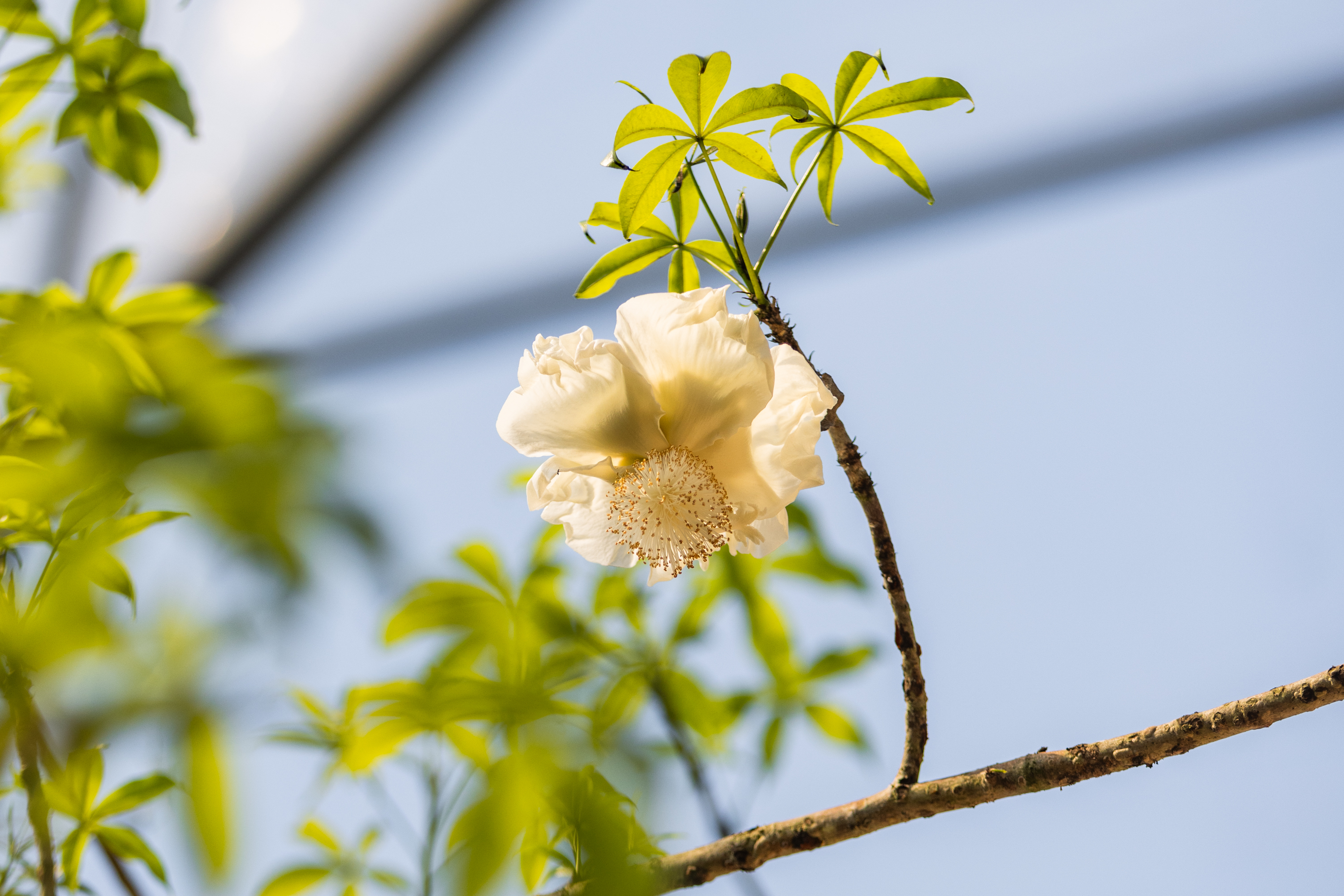UK First: Baobab Tree Bursts into Bloom at Eden Project | Eden Project