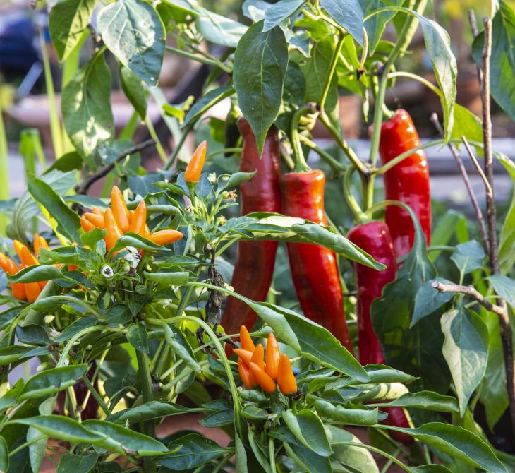 Chilli pepper | Eden Project