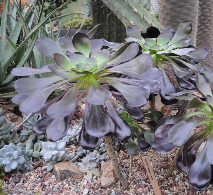 How to grow succulents | Eden Project