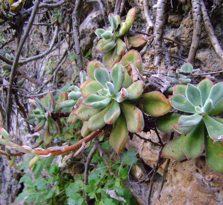 How to grow succulents | Eden Project