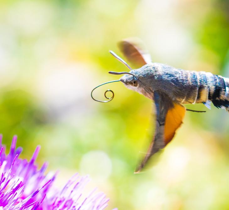 Create a Buzz guide to pollinating insects | Eden Project