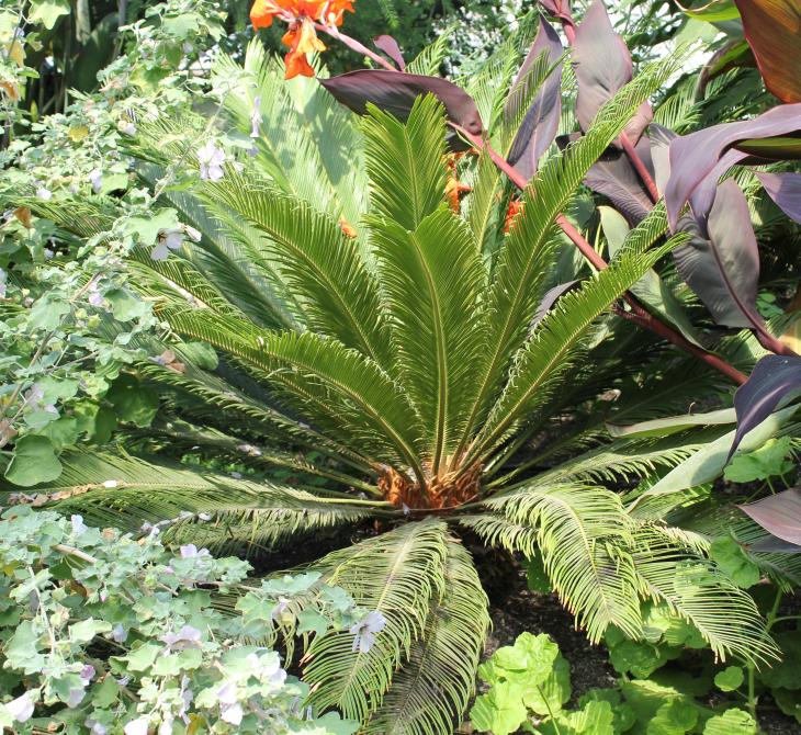 A guide to prehistoric plants | Eden Project