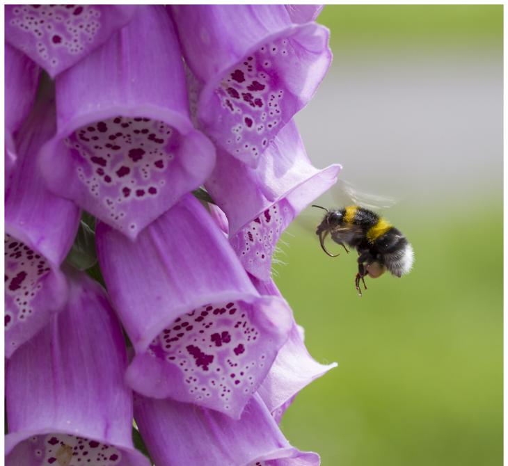 Gardening for bees: top tips | Eden Project