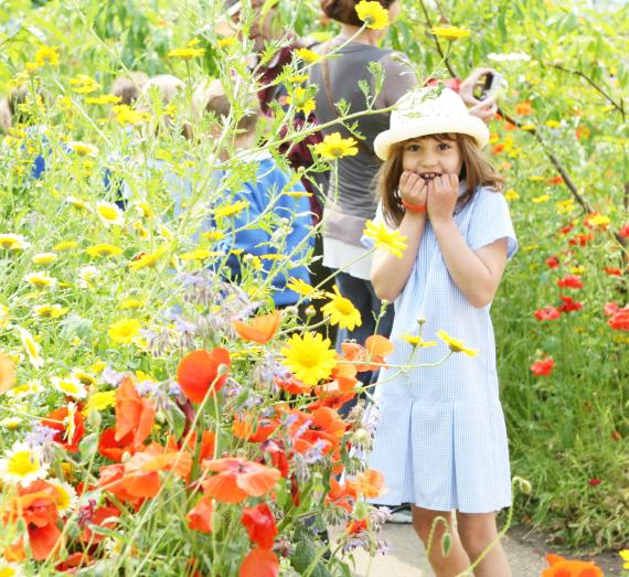 Wildflowers in Schools | Eden Project