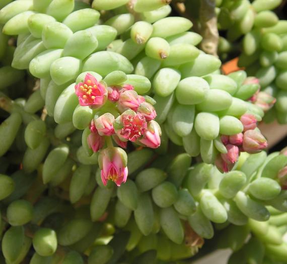 How to grow succulents | Eden Project