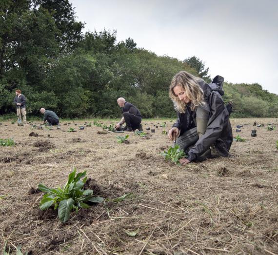 Biodiversity Net Gain: information for buyers of BNG units | Eden Project