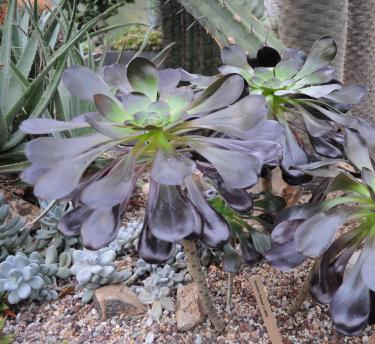 How to grow succulents | Eden Project