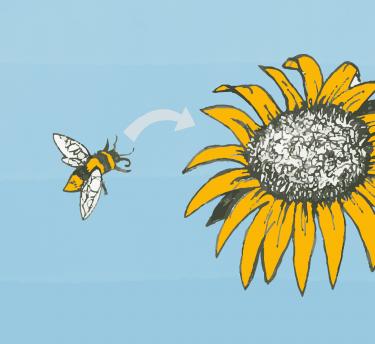 What is pollination? – a resource for kids | Eden Project