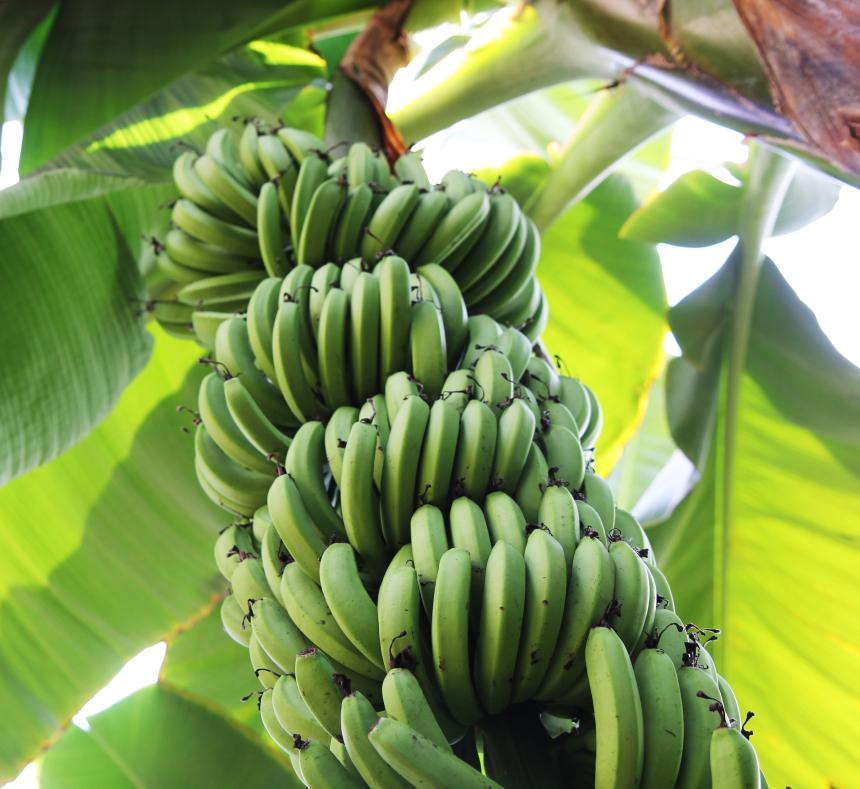 Growing Point plant nursery | Eden Project