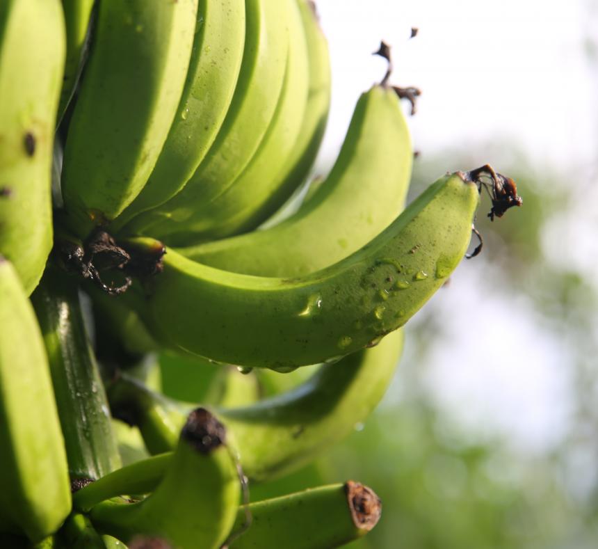 Wild banana | Eden Project
