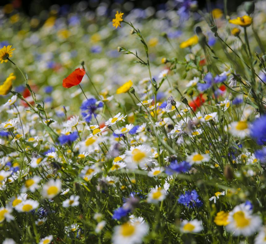 How to grow wildflowers in your school | Eden Project