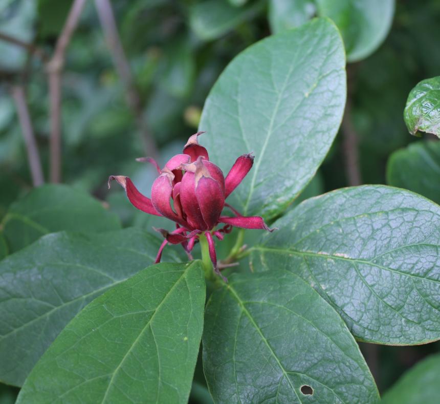 first flowering plants