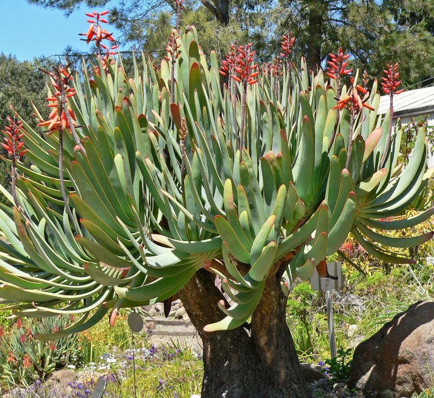 How to grow succulents | Eden Project