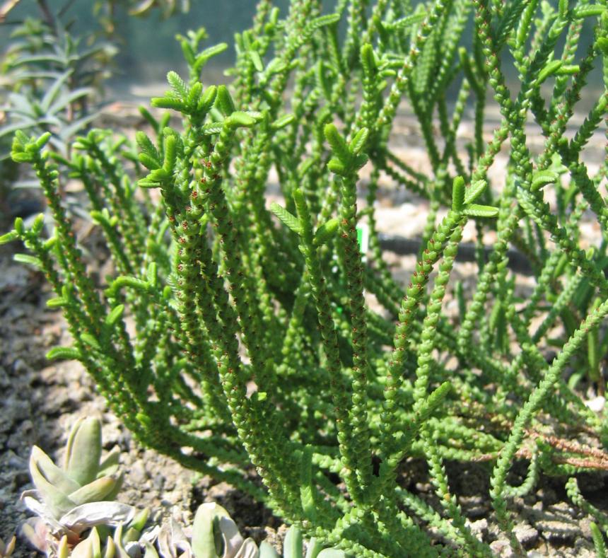 How to grow succulents | Eden Project