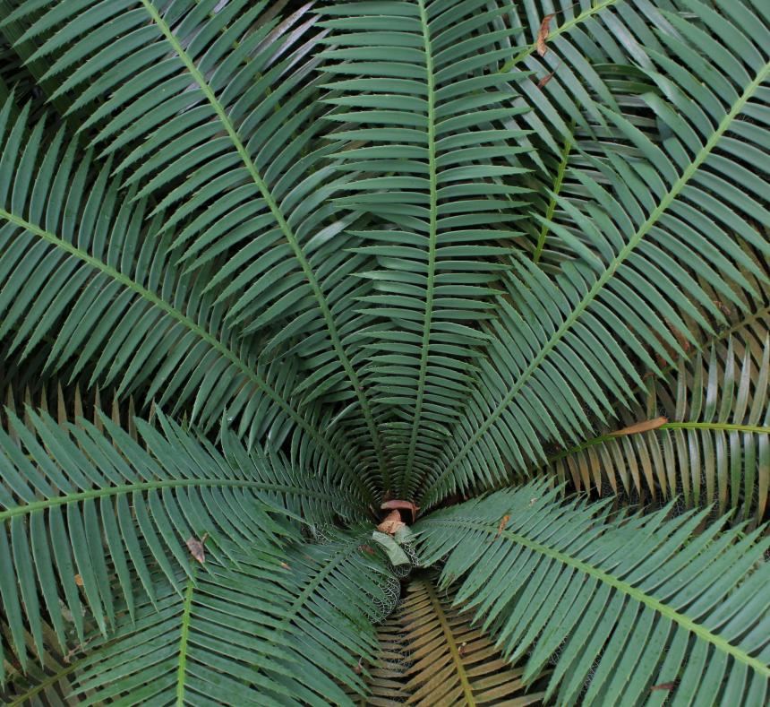 ancient extinct plants