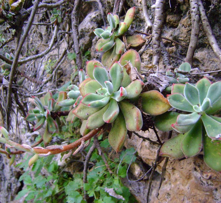 How to grow succulents | Eden Project