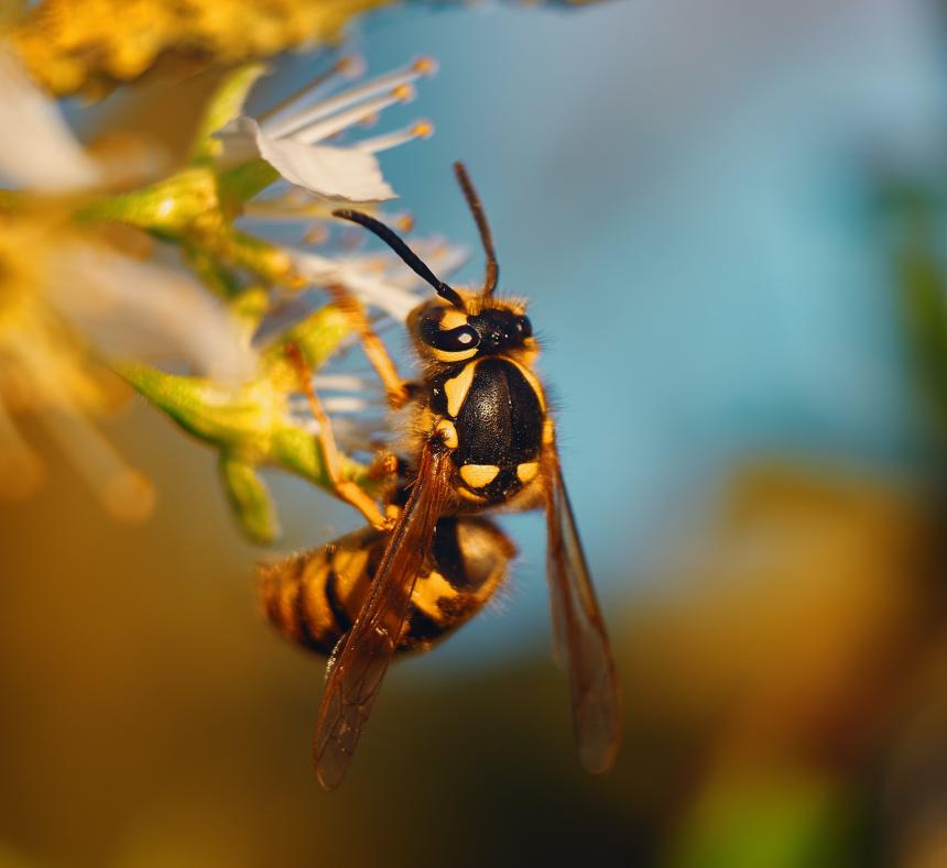 Create a Buzz guide to pollinating insects | Eden Project