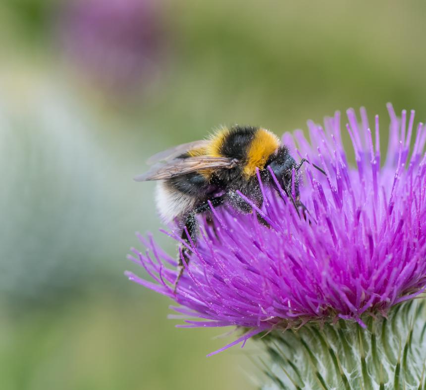 Create a Buzz guide to pollinating insects | Eden Project