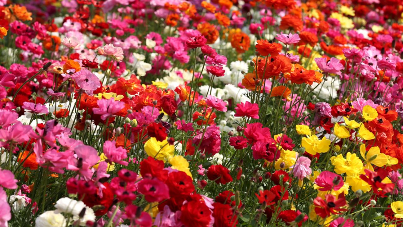 Plants and nature at Eden | Eden Project