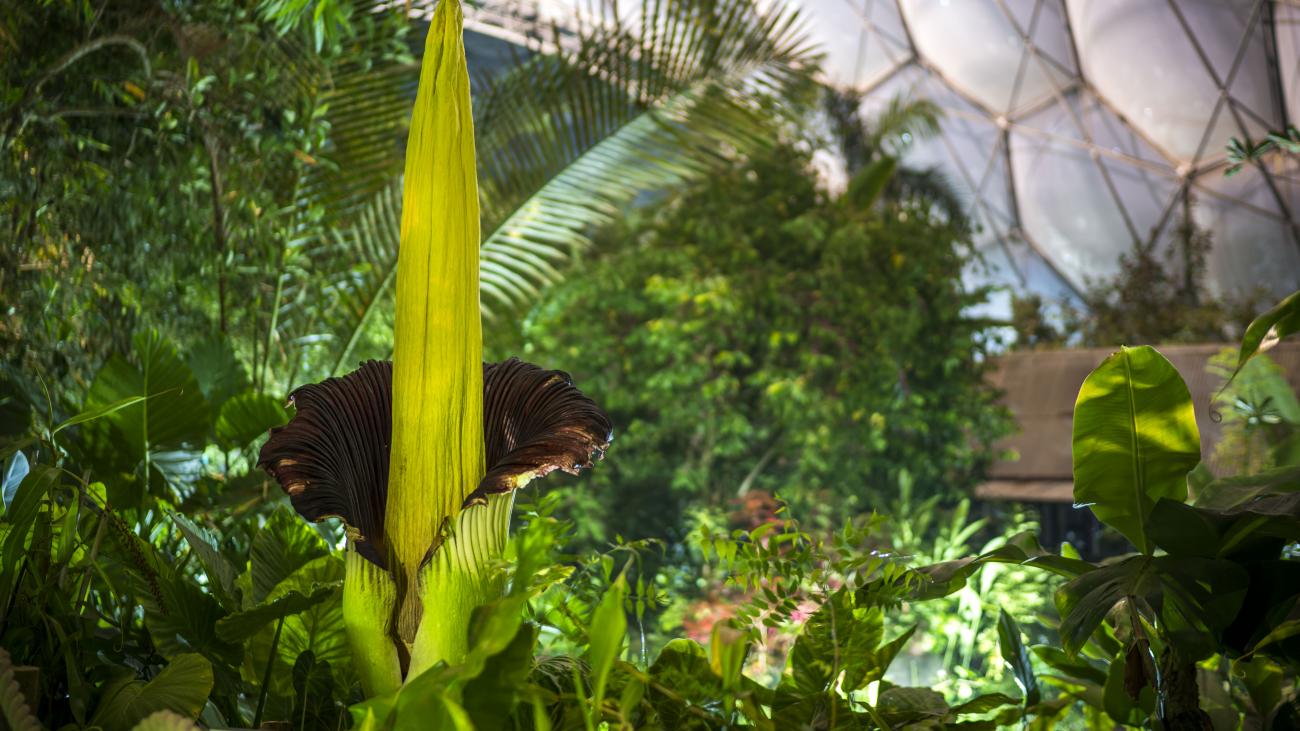Plants and nature at Eden | Eden Project