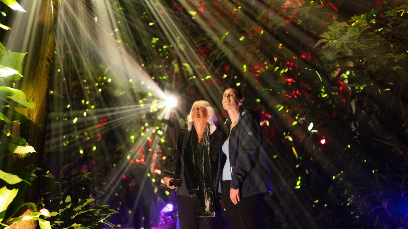 Christmas at the Eden Project | Eden Project