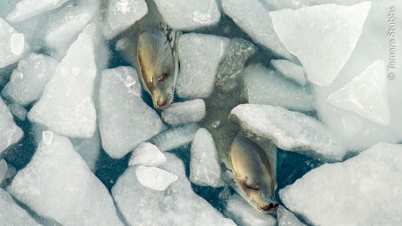 Wildlife Photographer of the Year | Eden Project