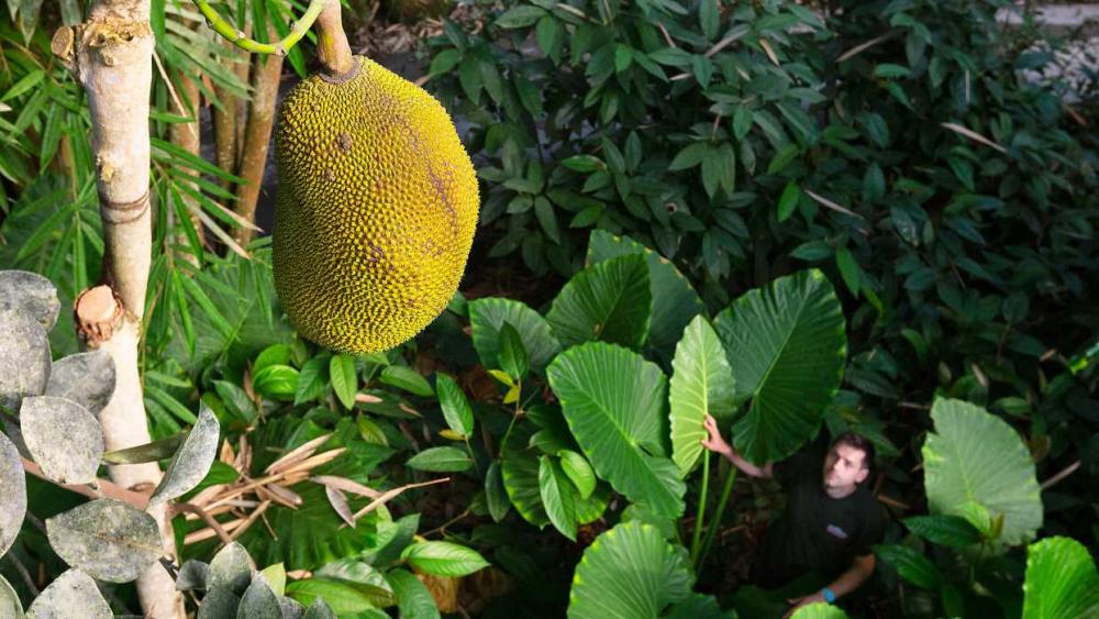largest jackfruit