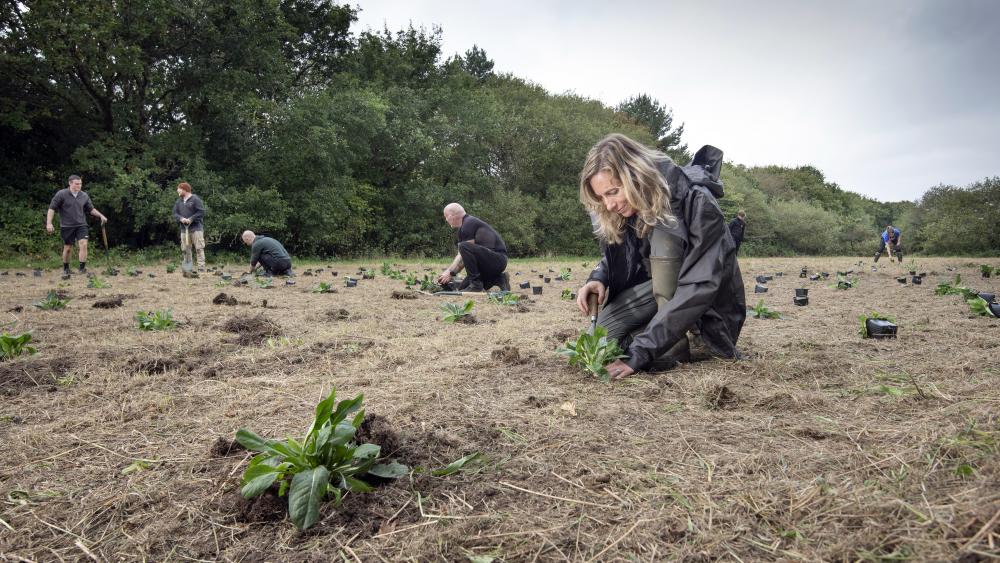 Veterans plant hundreds of wildflowers at Eden to support threatened ...