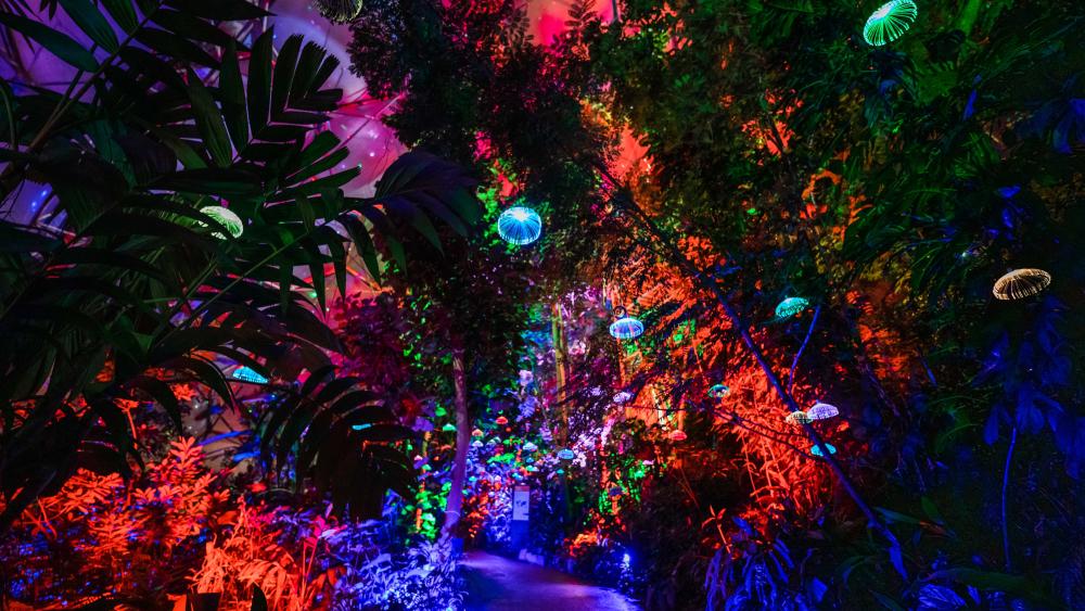 Christmas at the Eden Project | Eden Project