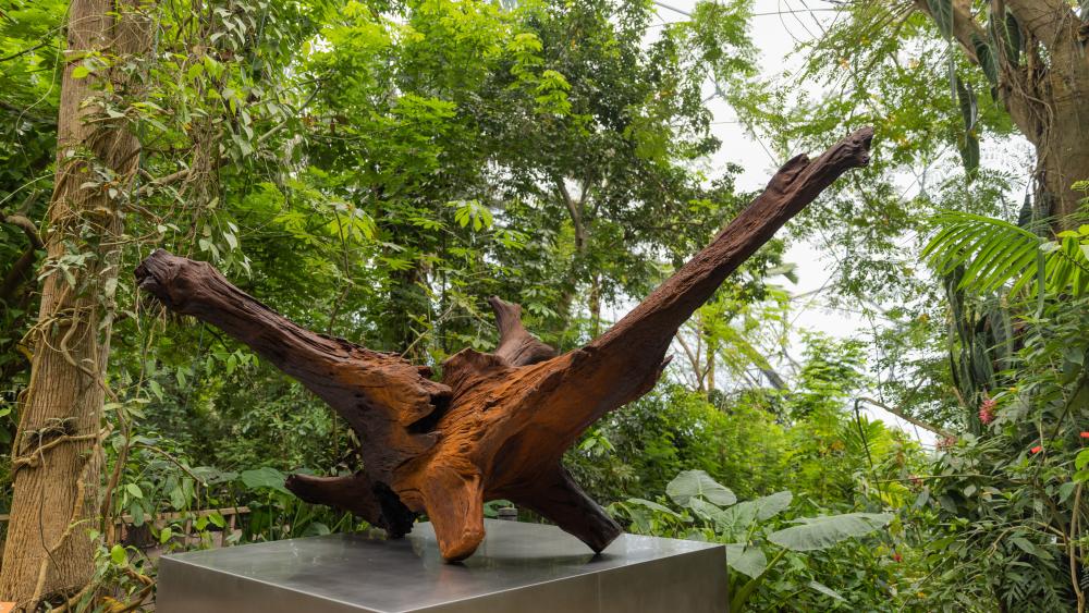 Enormous cast iron root sculpture finds new home in Eden’s Rainforest ...
