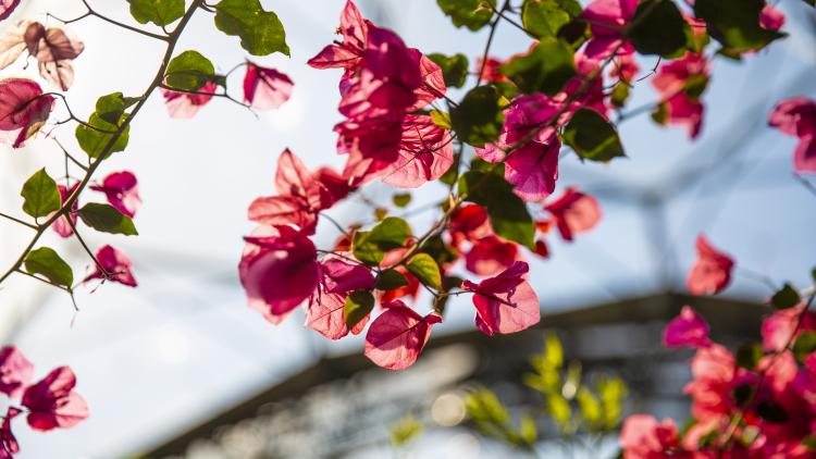 Premium Horticulture Experience | Eden Project