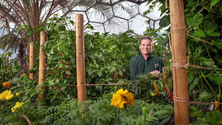 Red hot chilli display heats up Eden Project Mediterranean Biome | Eden ...