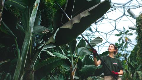 Rainforest Biome | Eden Project