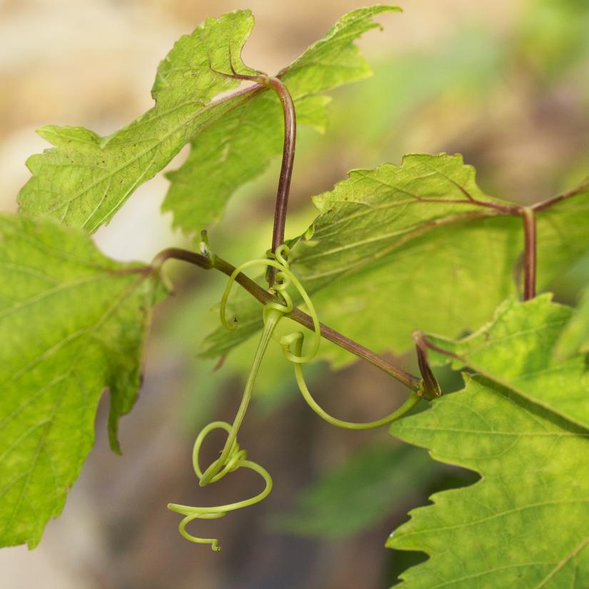 grape tendrils