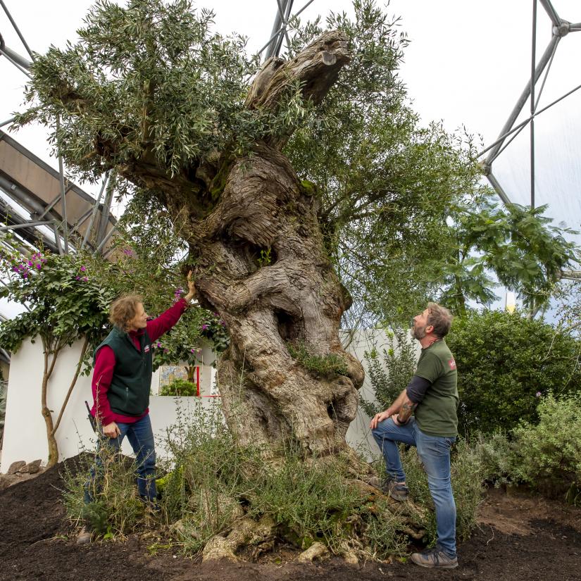 Olive | Eden Project