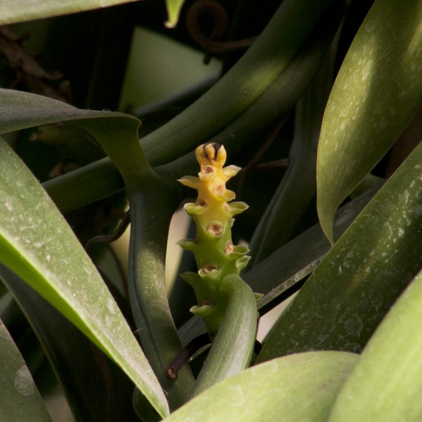 vanilla plants expanded