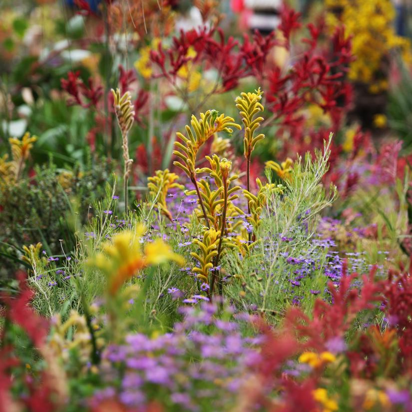 Plants and nature at Eden | Eden Project