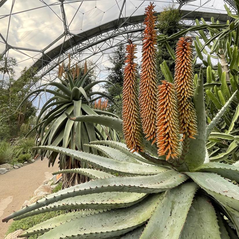 Aloe | Eden Project