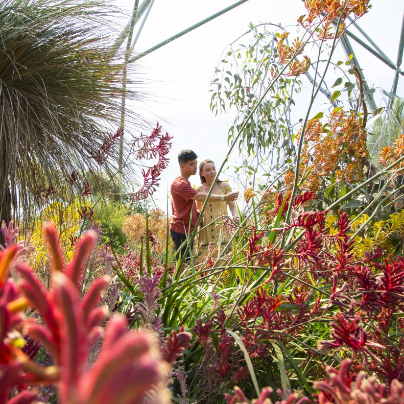 Eden Project General Admission + Zip Wire | Eden Project