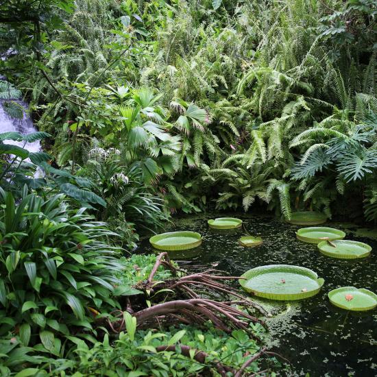 Plants and nature at Eden | Eden Project