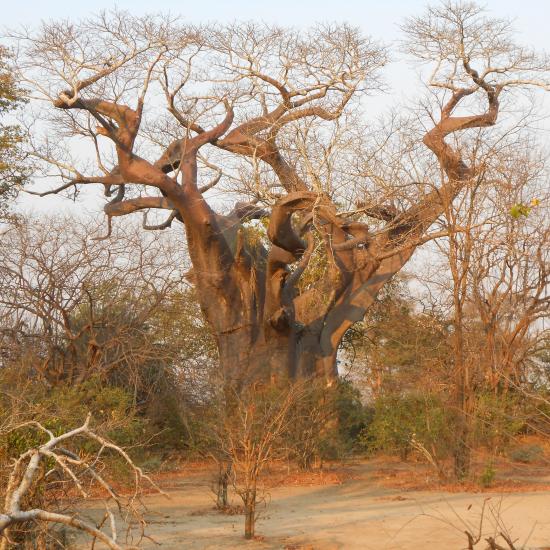Baobab | Eden Project