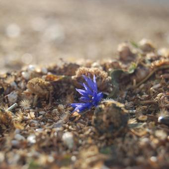 Wildflowers in Schools | Eden Project