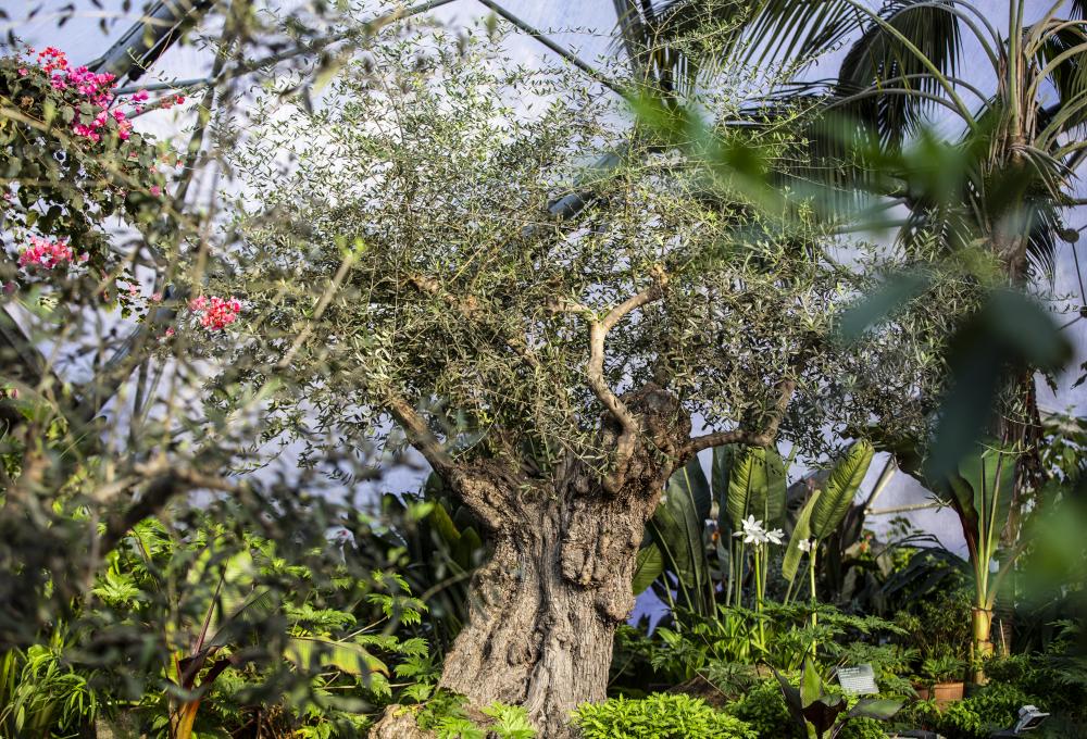 Olive | Eden Project