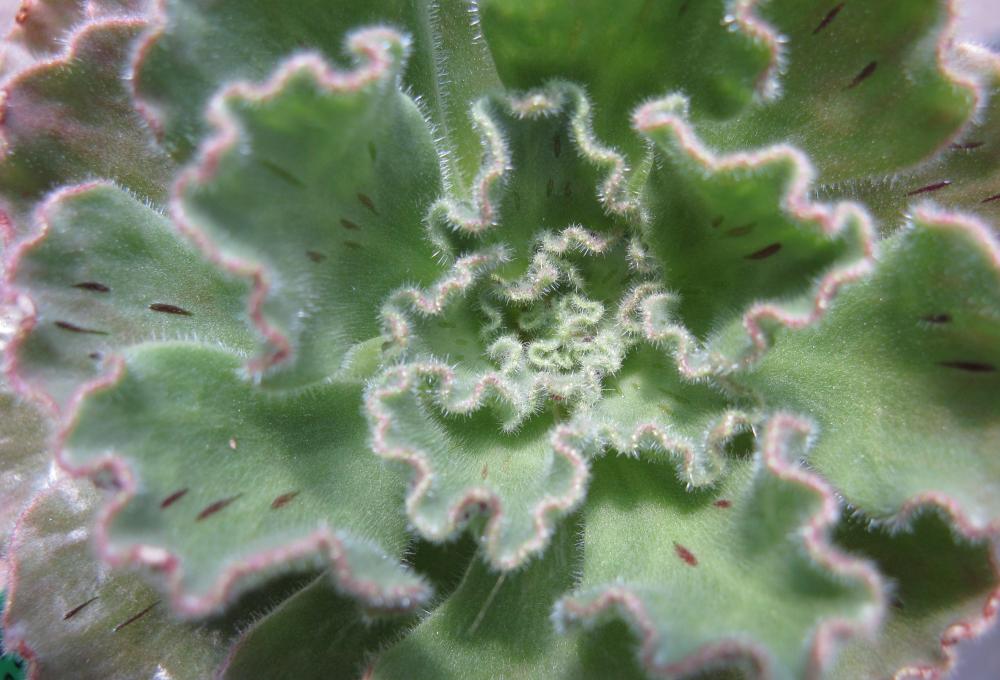 How to grow succulents | Eden Project