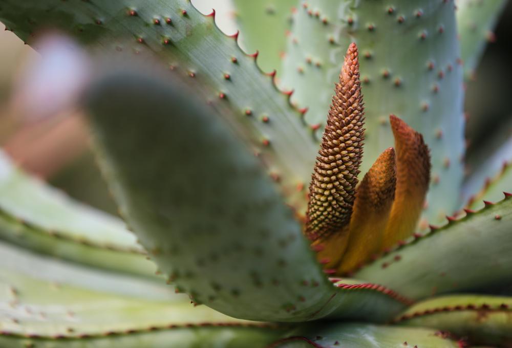 Aloe | Eden Project