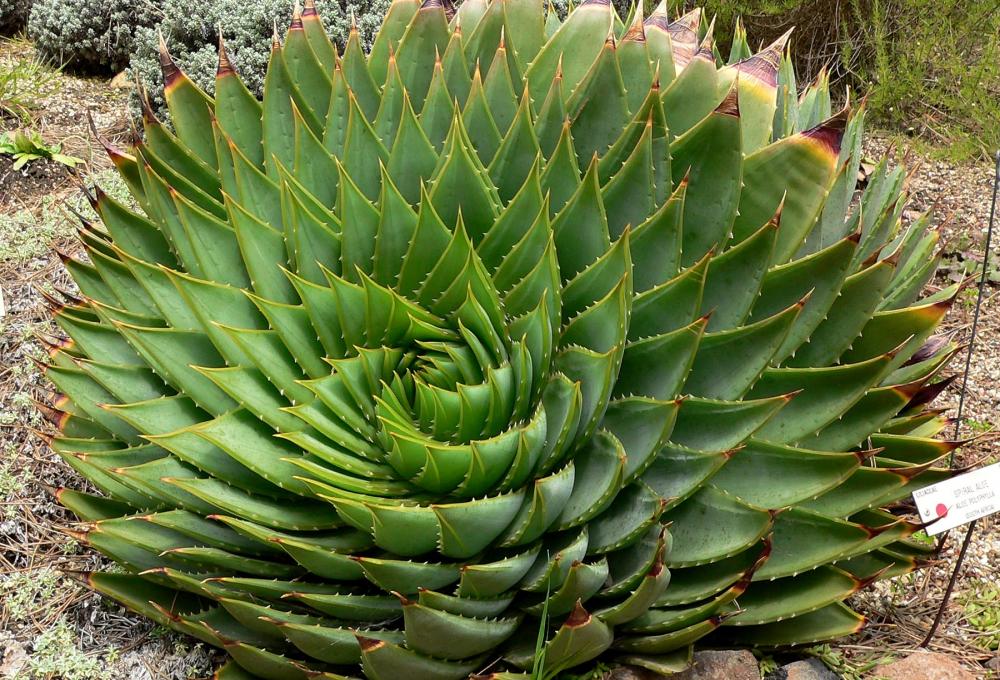How to grow succulents | Eden Project