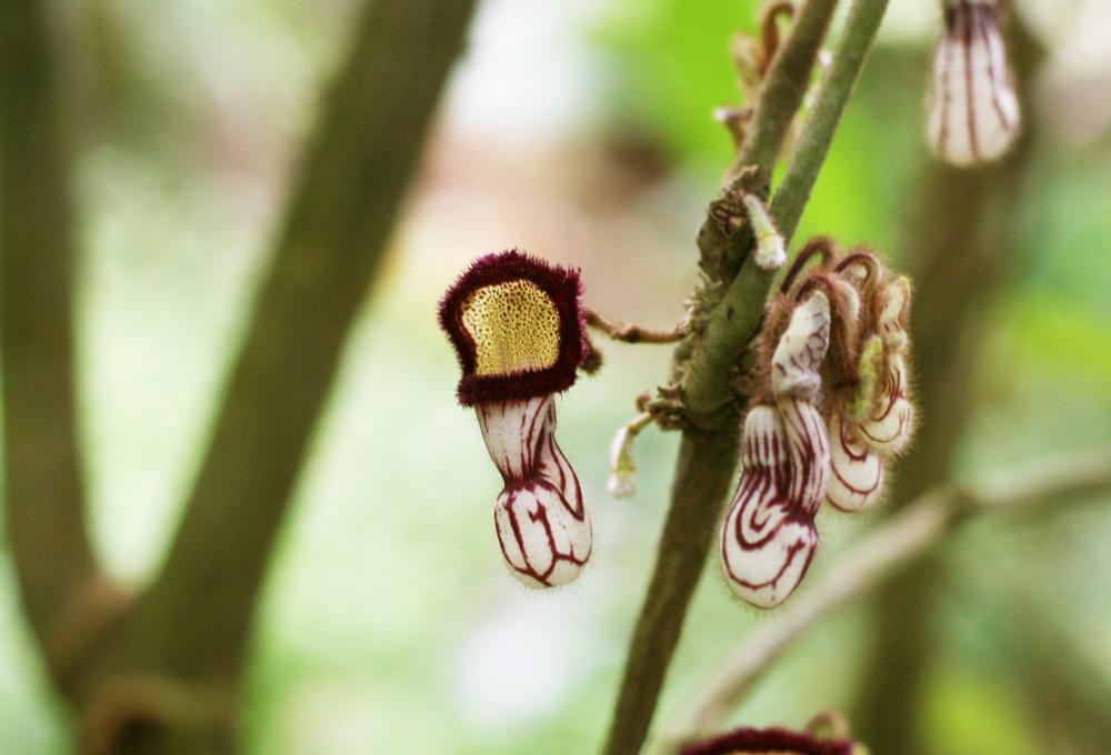 ancient extinct plants