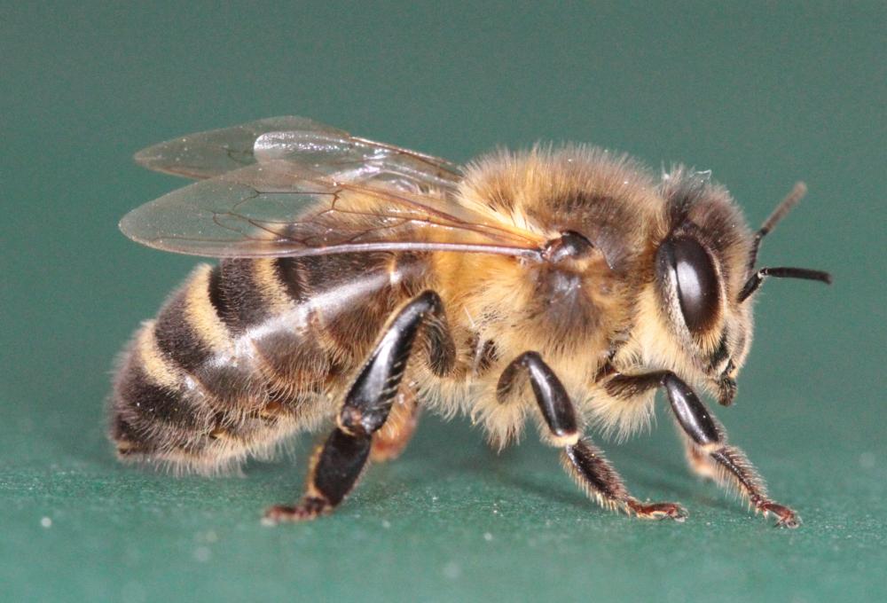 Create a Buzz guide to pollinating insects | Eden Project