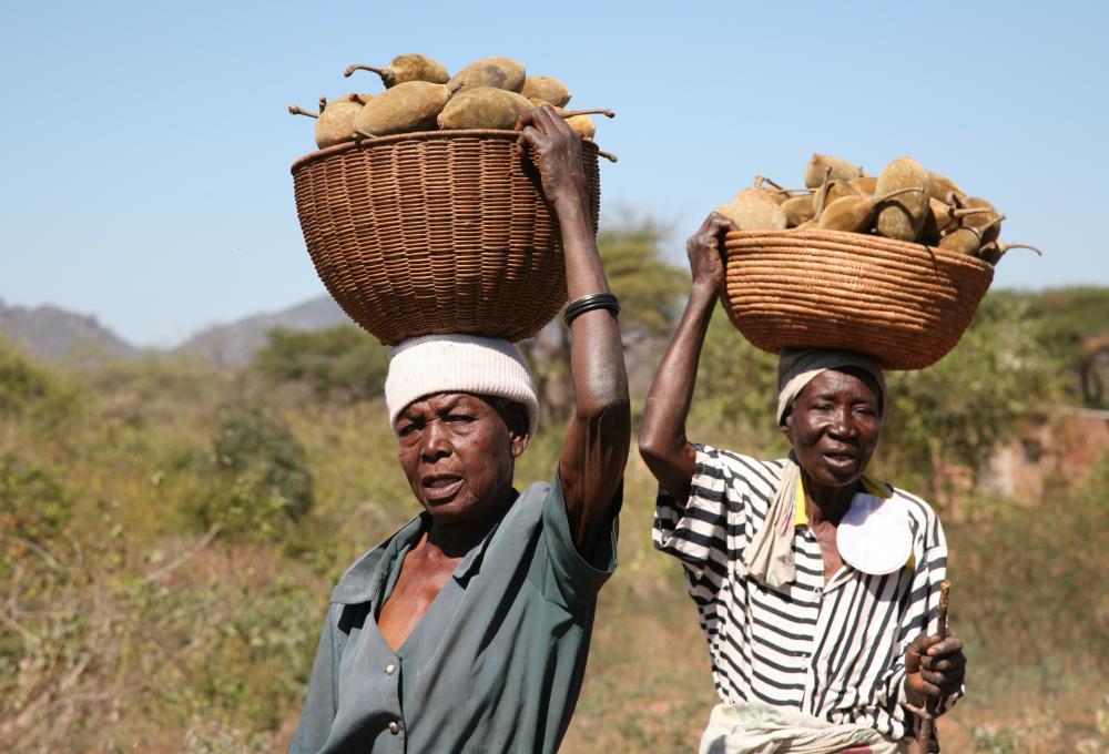 Baobab | Eden Project